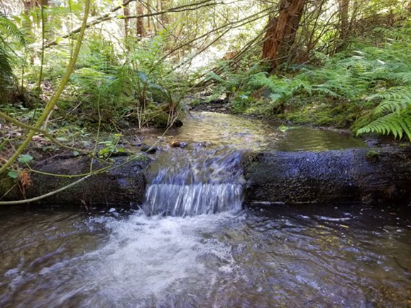 Fish Passage Barrier Assessment | City of Sammamish